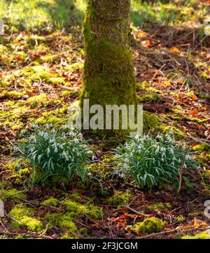Snowdrop (Galanthus nivalis) in an undergrowth on a winter evening ...
