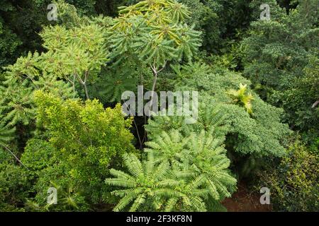 Mamu Rain forest Canopy Walkway in Wooroonooran National Park ...