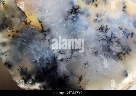 Fossilized plant on quartz stone Stock Photo - Alamy