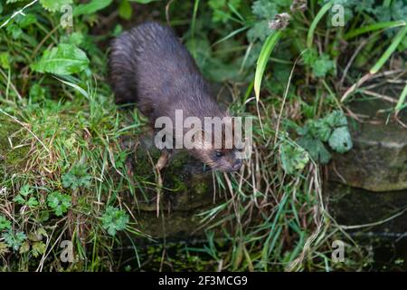 american mink, Neovison vison, captive, devon Stock Photo - Alamy