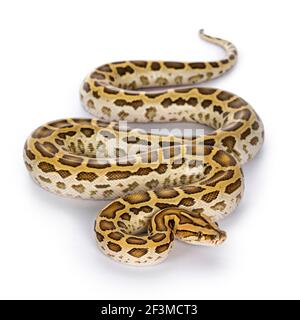 Full length Burmese Python aka Python bivittatus snake. Isolated on ...