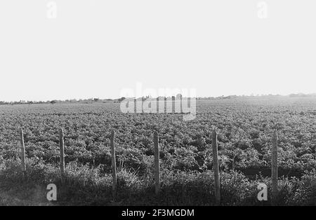 Hurricane Flora damage in central Cuba, Cuba, 1963. From the Deena ...
