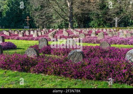 Violette Erika zwischen Weltkriegsgräbern auf dem Stadtfriedhof ...