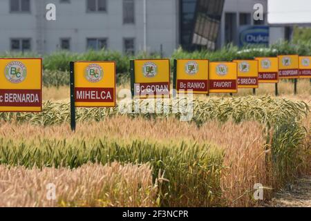 Cereal trials, Croatia Stock Photo - Alamy