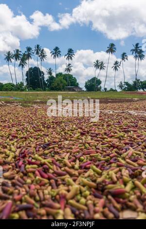 Clove Drying on the thatched mats along the Road at Pemba island ...