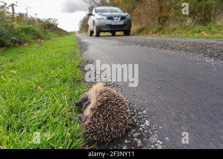 Hedgehog Erinaceus europaeus roadkill Stock Photo - Alamy