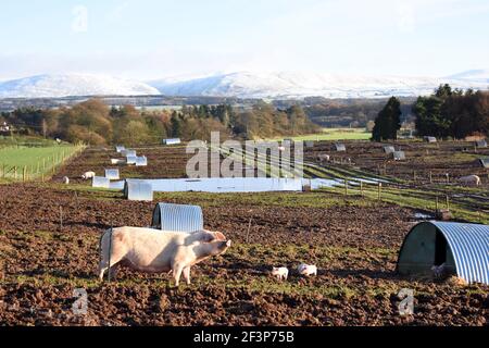 Outdoor Pigs, Thornhill, Dumries Stock Photo - Alamy