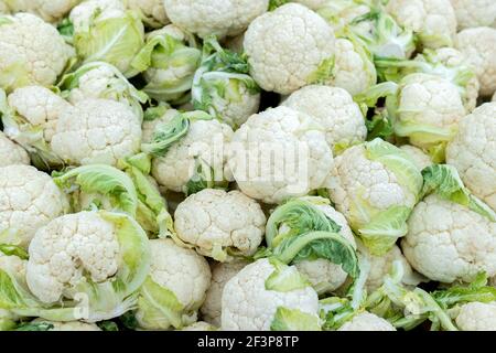 Cauliflower inflorescence. Vintage of cauliflower. background texture ...