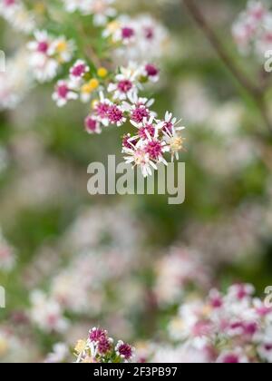 Calico flower. A close up of a calico flower (Aristolochia littoralis ...