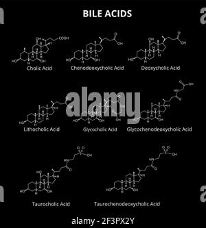 Bile acids set. Chemical molecular formula of bile acids. Vector ...