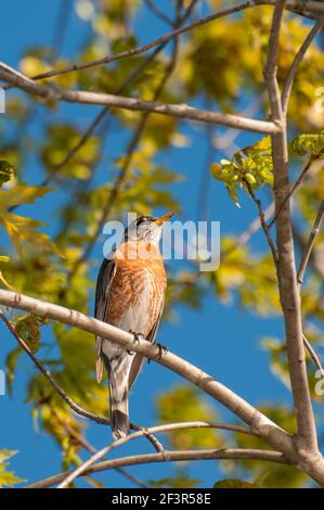 Vadnais Heights, Minnesota. American Robin, Turdus migratorius perched ...