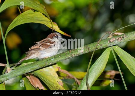 House sparrow perched on a tree branch Stock Photo - Alamy