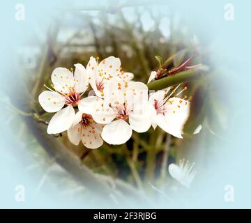 Fresh pink flowers of a blossoming apple tree under spring Stock Photo ...