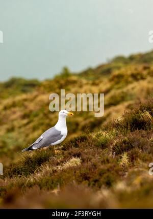 Seagull sitting in green vegetation, Azores heather, flora, travel ...