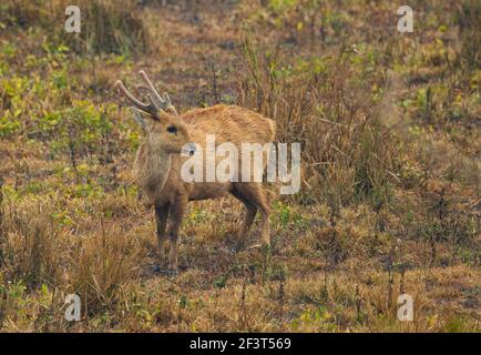 Hog Deer, Axis porcinus, Kaziranga National Park, Assam, India, World ...