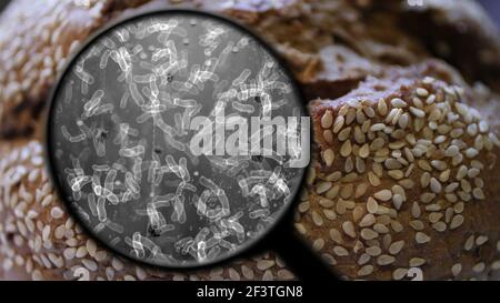 Searching For Bacteria In Bread Stock Photo - Alamy