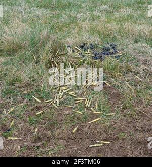 a collection of used British Army soldier brass bullet casings after a ...