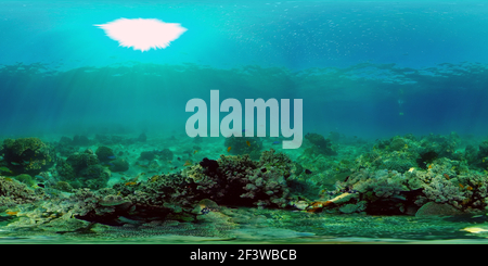 360° view of Tropical Underwater Colorful Reef. Tropical underwater sea ...