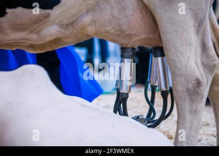 Udder of cow during milking with milking machine Stock Photo - Alamy