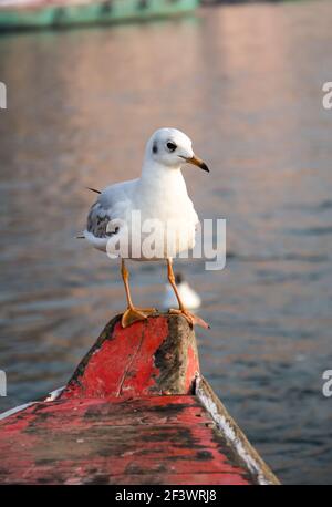 Seagull sitting on a nose of a boat Stock Photo - Alamy
