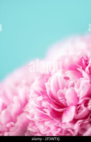 Creative layout with white roses, lily, gerbera, paper heart over red ...