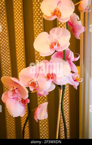 A vertical shot of pink orchid flowers in the garden Stock Photo - Alamy