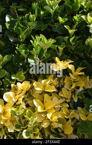Yellow privet hedge Stock Photo - Alamy