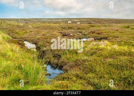 Heath land Landscape at North York Moors or North Yorkshire Moors in ...