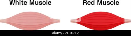 Difference between white muscle and red muscle. Vector illustration ...