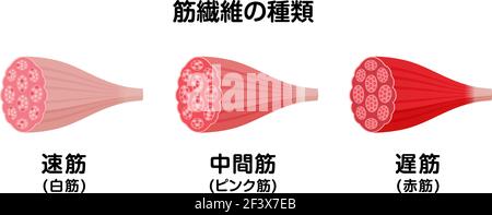 3 types of muscle ( white, mixed and red muscle ) vector illustration ...