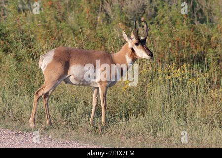 Pronghorn September 1st, 2018 Custer State Park, South Dakota Stock ...
