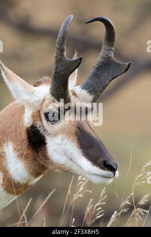 Pronghorn September 1st, 2018 Custer State Park, South Dakota Stock ...