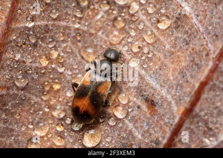 Antlike flower beetle (Anthicus antherinus Stock Photo - Alamy