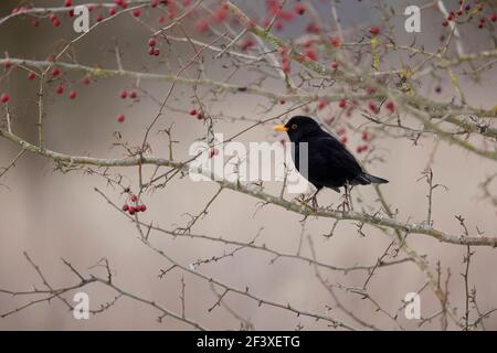 The common blackbird, Turdus merula, wintering in Morocco Stock Photo ...