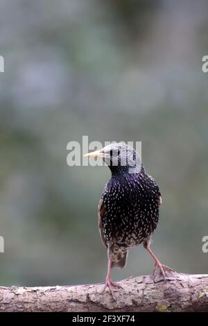 Flying Eurasian starling (Sturnus vulgaris) with building material near ...