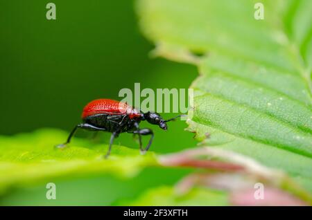 Hazel weevil (Apoderus coryli), larva, Germany Stock Photo - Alamy
