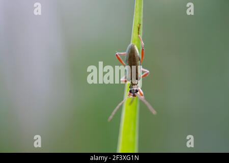 Macro of Chrysomelidae Donacia clavipes Stock Photo - Alamy
