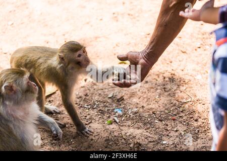 monkey taking food from human's hand kind Stock Photo - Alamy