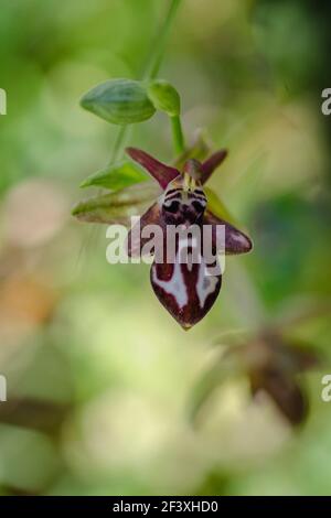 Wild Orchids of Crete Stock Photo - Alamy