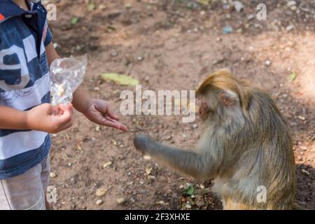 monkey taking food from boy hand kind Stock Photo - Alamy
