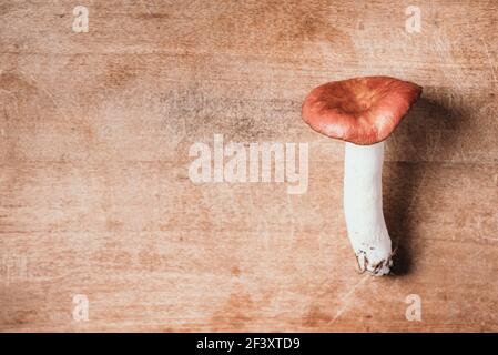 Shrimp Mushroom (Russula xerampelina) an edible mushroom growing wild ...