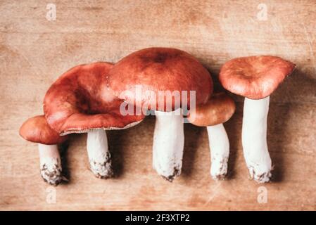 Shrimp Mushroom (Russula xerampelina) an edible mushroom growing wild ...