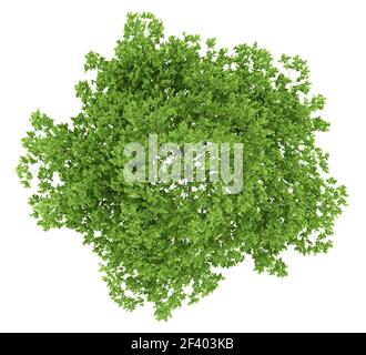 top view of plum tree isolated on white background. 3d illustration ...