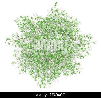top view of flowering orange tree isolated on white background. 3d ...