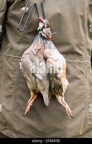 Two partridge in a game carrier Stock Photo - Alamy
