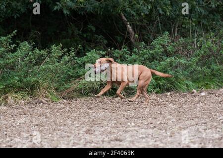 A fox red labrador retrieving a partridge Stock Photo - Alamy
