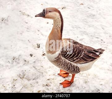 Cute grey domestic goose on the field with flowers Stock Photo - Alamy