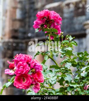 Pink roses blooming in a garden in a public park in San Francisco, CA ...