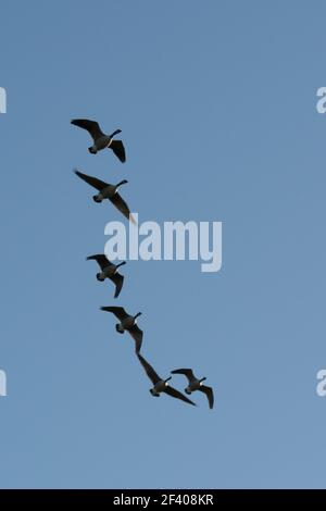 Canada Geese flying in V formation in autumn Stock Photo - Alamy