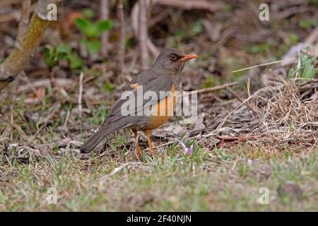 Abyssinian thrush (Turdus abyssinicus) adult, sitting in tree, Ethiopia ...